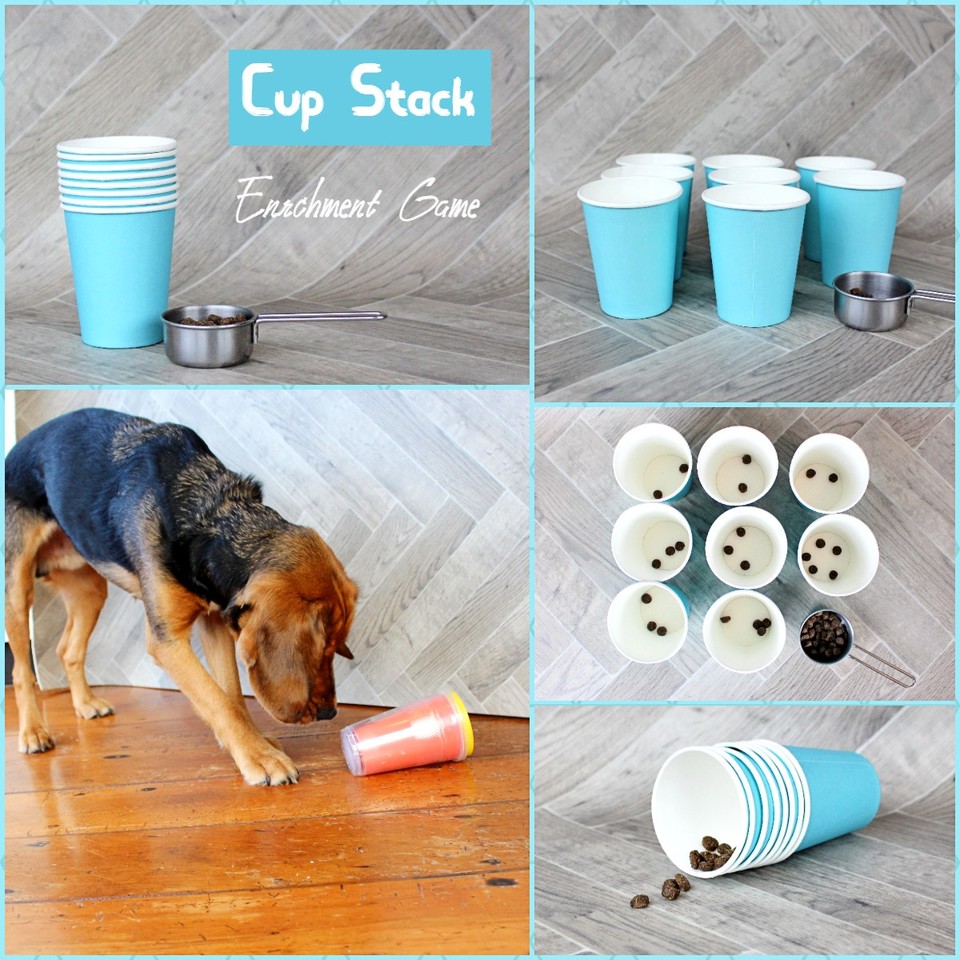 Enrichment Ideas For Pets Blog Love On A Leash Enrichment Ideas For Pets Blog Love On A Leash